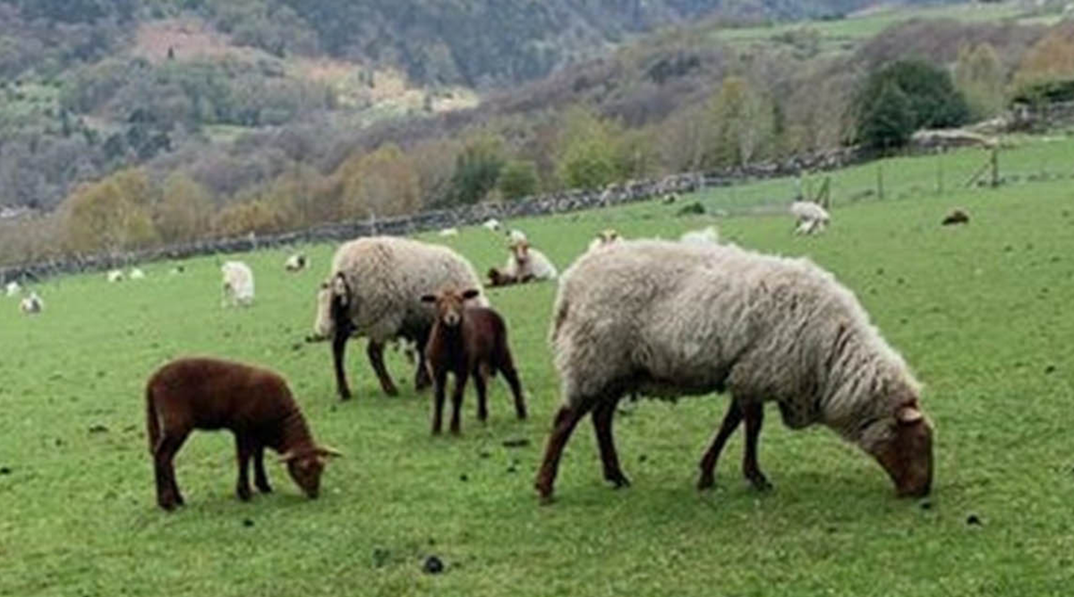 Fabworks Blog: Benefits of using Wool fabrics – Fabworks Online